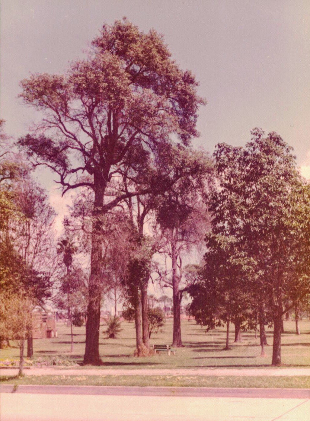 Strathfield Park – Strathfield Heritage