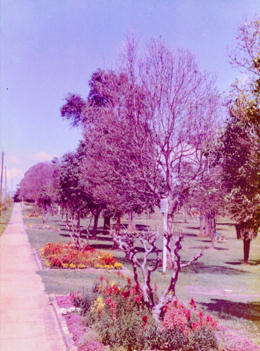 Strathfield Park – Strathfield Heritage